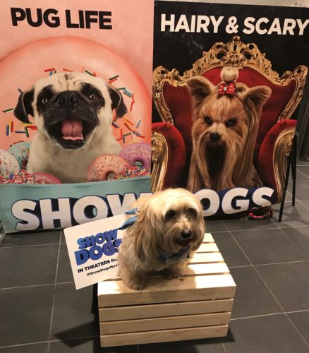 Show Dogs Starring Will Arnett is Heartwarming and Cute Family Movie # ...